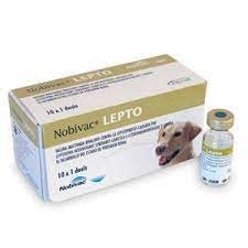 Nobivac® Lepto | Animal Health Egypt